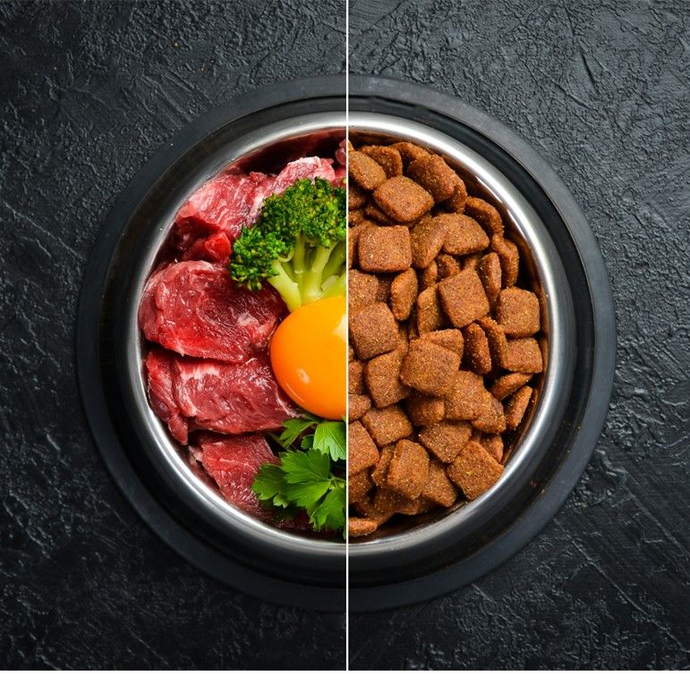 How to transition your pet's diet safely - wholeanimalbutchery.sg